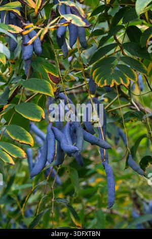 Decaisnea fargesii, blue bean shrub, blue sausage fruit, blue bean ...