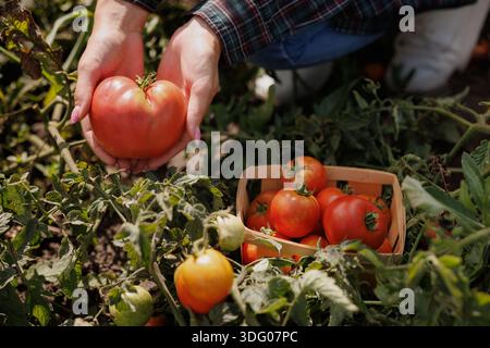 A person is picking a ripe red tomato from a plant in a garden. The ...