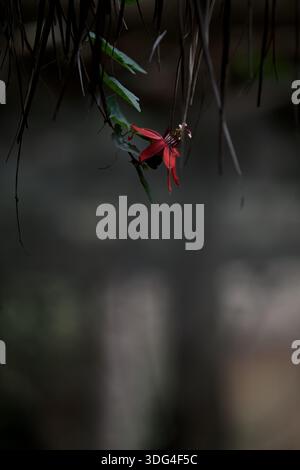 Red climbing lily flower seen up close Stock Photo - Alamy