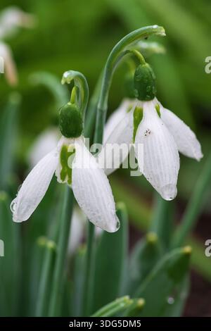 Snowdrops covered in raindrops in mid-January, common snowdrop ...