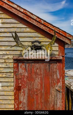 Moose antlers weathered and with lichens on a stage in English Harbour ...