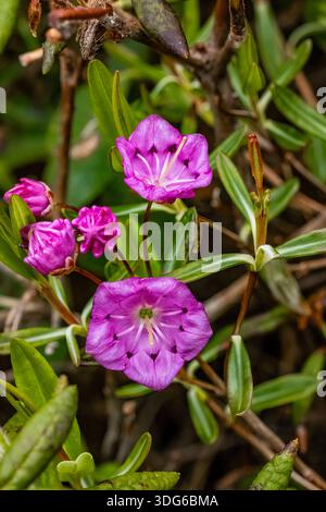 Bog-laurel (Kalmia polifolia) flowering, growing on damp boreal tundra ...