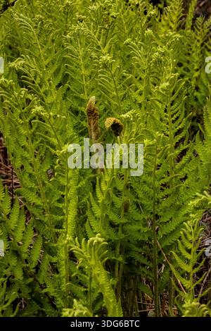 cinnamon fern (Osmundastrum cinnamomeum Stock Photo - Alamy