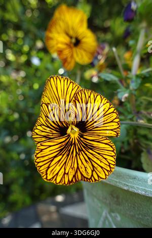 Yellow & Black Viola Sorbet 'Tiger Eyes' grown in a English Cottage ...