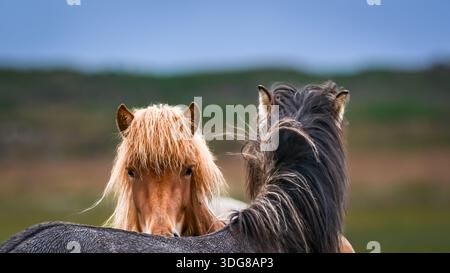 Iceland is many travellers' favourite land and people. Stunning at any ...