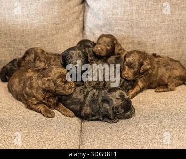 Groodle puppy, also called a Goldendoodle, sitting and looking slightly ...