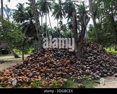 Pile of Coconut Shells by a Tree | Natural Coconut Husk in a Tropical ...