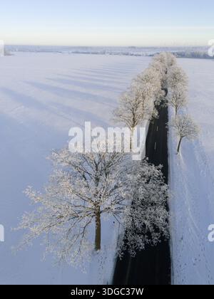Hoarfrost on tree row, aerial view, Winterbach, Baden-Wuerttemberg ...