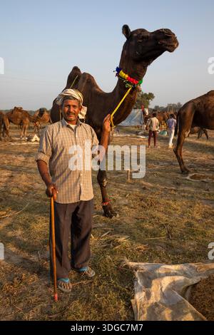 Camels and horses for sale at the Bateshwar Cattle Fair, Bateshwar ...