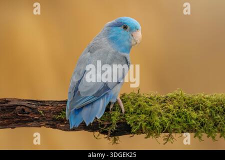 Pacific Parrotlet Forpus coelestis, dark blue mutation Stock Photo - Alamy