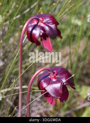 Pitcher Plant, Gros Morne national park, Newfoundland, Canada ...
