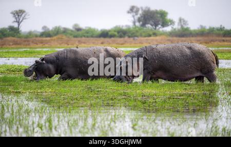 Hippos (Hippopatamus amphibius) in a lake, Okavango Delta, Moremi Game ...
