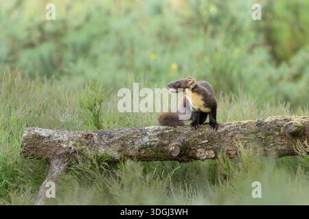 Pine marten (Martes martes), Black Isle, Scotland, UK. September ...