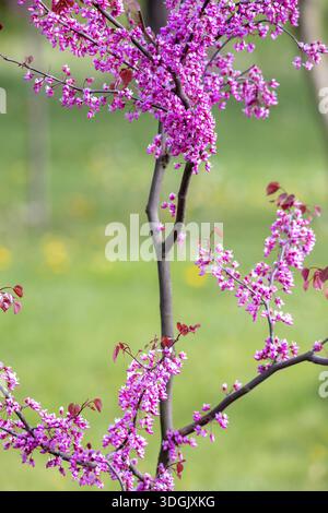 Young Eastern Redbud trees with slender trunks, each covered in ...