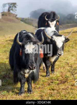 Black yak or dzo with beautiful mount on background, Nepal Himalayas ...