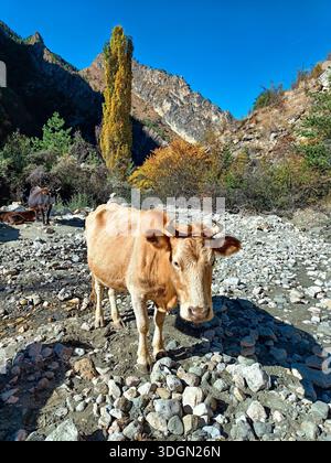 Two brown and white cows stand in a grassy field. The cow in the ...
