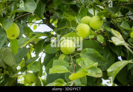 Unripe apples in a tree. Concept of summer and coming fruit harvest ...