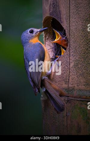 Beautiful male of Hill Blue Flycatcher (Cyornis banyumas) on branch ...