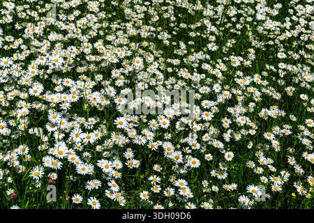 Full-frame view of a lush green Philadelphus shrub covered in white ...