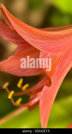 Detail of the stamens of a yellow asian lily flower on blue background ...