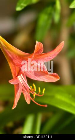 Detail of the stamens of a yellow asian lily flower on blue background ...