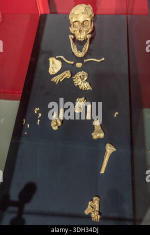 Skull, National Museum, Addis Ababa (Australopithecus boisei), Ethiopia ...