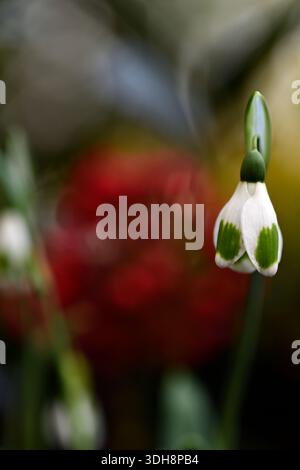 Galanthus Pieces of Eight,hybrid virescent snowdrop; hybrid galanthus ...