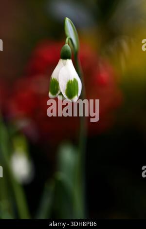 Galanthus Pieces of Eight,hybrid virescent snowdrop; hybrid galanthus ...