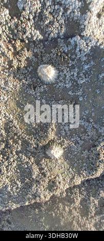 Barnacles and Limpets on Textured Rock Close-Up Stock Photo - Alamy