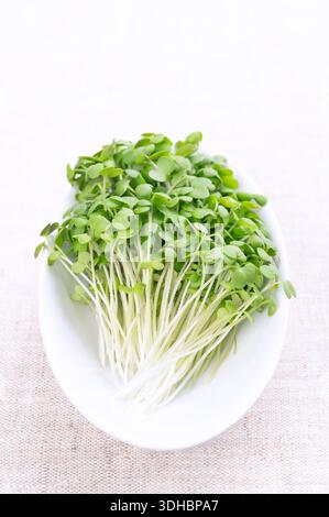 Healthy Mustard Microgreens Stock Photo - Alamy