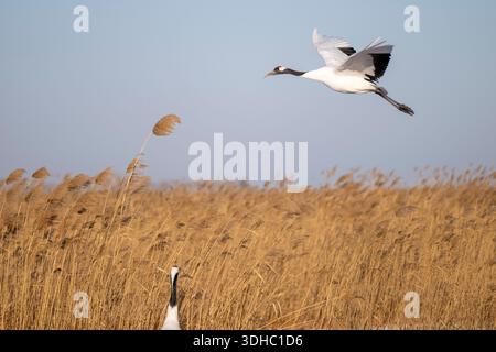 Harbin. 21st Jan, 2026. Red-crowned cranes are pictured at the Zhalong ...
