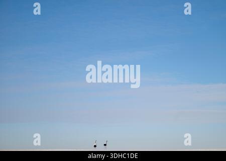 Harbin. 21st Jan, 2026. Red-crowned cranes are pictured at the Zhalong ...