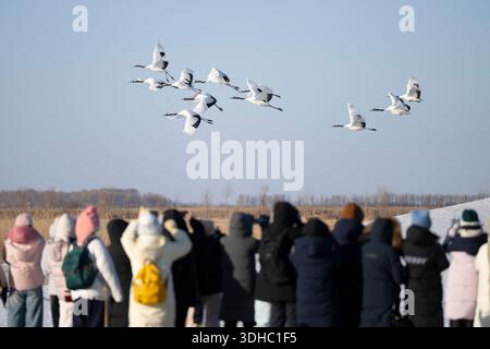 Harbin. 21st Jan, 2026. Visitors observe the red-crowned cranes at the ...