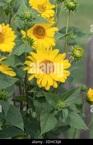 Helianthus decapetalus 'Capenoch Star' Stock Photo - Alamy