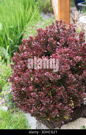 Blutberberitze (Berberis thunbergii 'Atropurpurea' Stock Photo - Alamy