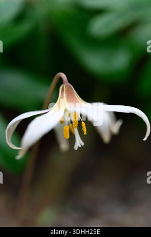 Erythronium caucasicum,fawn lily,dogstooth violet,spring,white,flowers ...