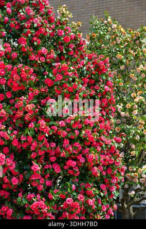 A majestic camellia tree (tsubaki) overflowing with hundreds of rich ...