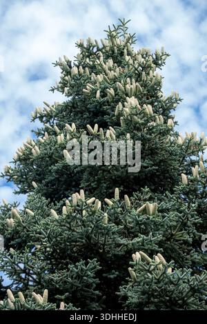 Branches and Needles of Spanish fir tree or Pinsapo (abies pinsapo ...
