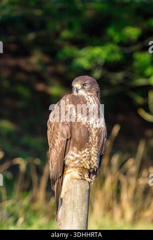 Buzzard bird of prey sits in a pasture in brown sand, buteo buteo, in ...