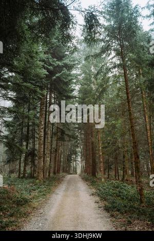 desaturated tall pine trees in a forest with sky Stock Photo - Alamy