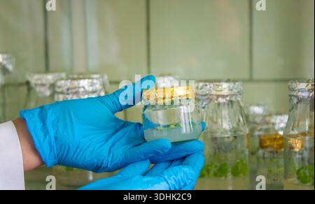 laboratory jars with plants. Selective focus. People Stock Photo - Alamy