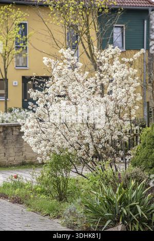 Blossom of the copper rock pear (Amelanchier lamarckii), also known as ...