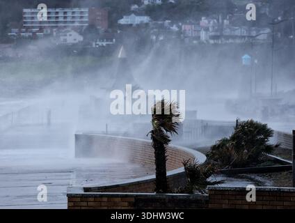 Teignmouth, Devon, UK. 23rd Jan, 2026. UK Weather: Storm Ingrid gulls ...