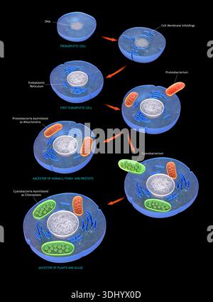 Illustration of eukaryogenesis, the process of evolution from ...