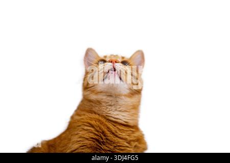 Portrait of Ginger Maine Coon Cat, Isolated Black Background, profile ...