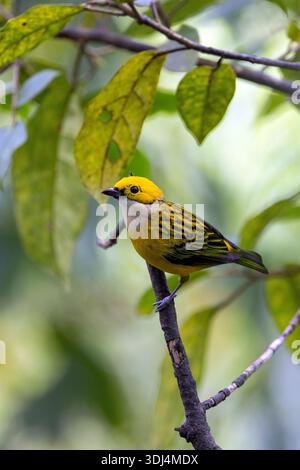 A colorful Silver-throated Tanager (Tangara icterocephala) is captured ...