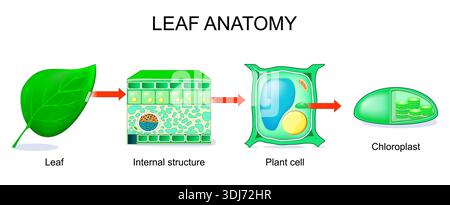 Internal structure of plant diagram illustration Stock Vector Image ...