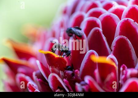 Melipona bee (Trigona Guianae) pollinating a heliconia in the Amazon ...