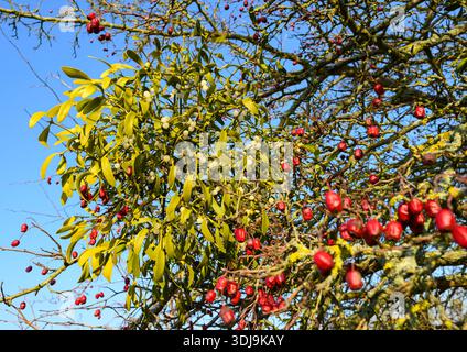 22 January 2026, Brandenburg, Sieversdorf: A mistletoe (Viscum) grows ...