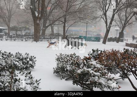 Dogs play in Union Square Park during the winter snowstorm in New York ...